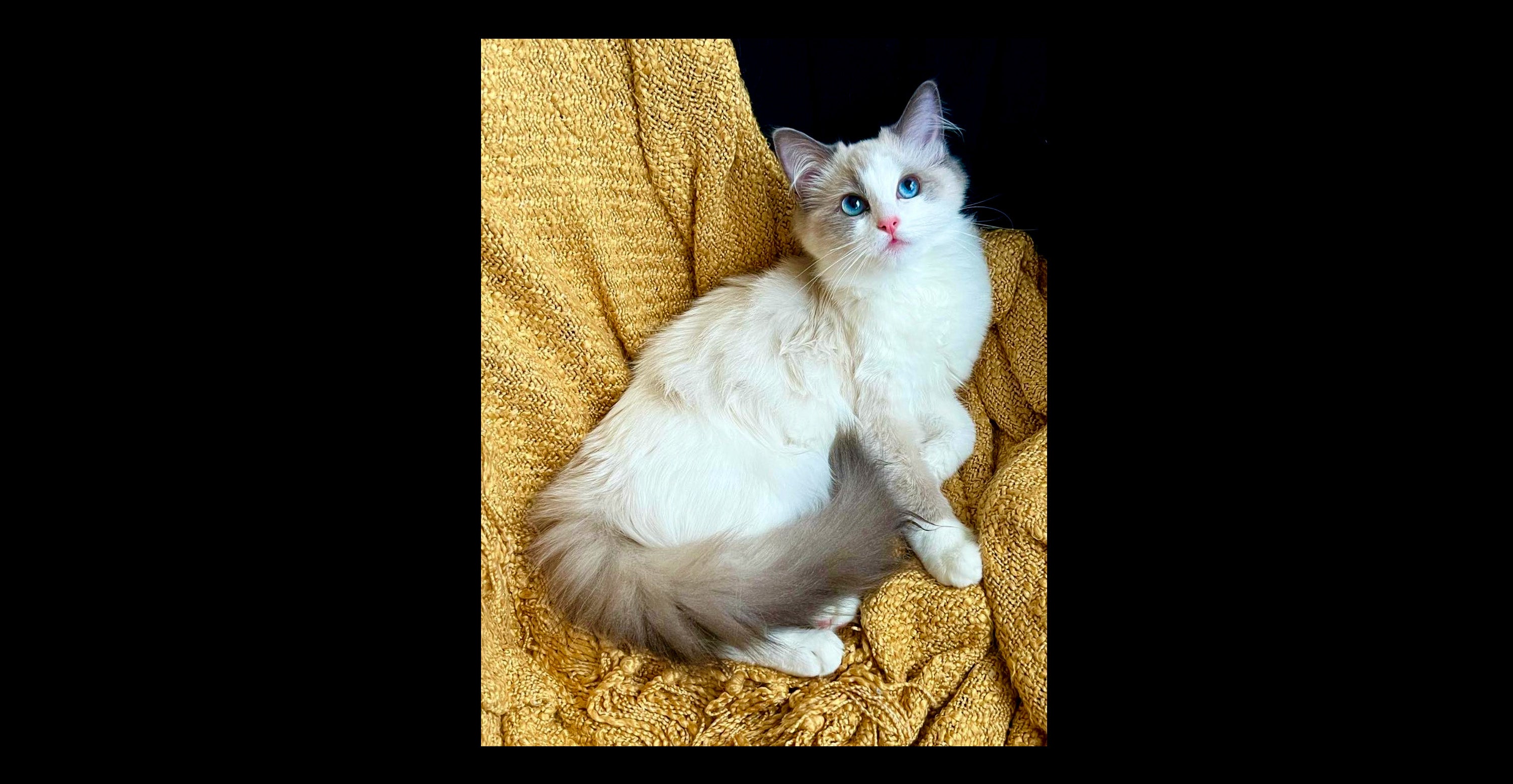 Ashton's Angels Ragdolls